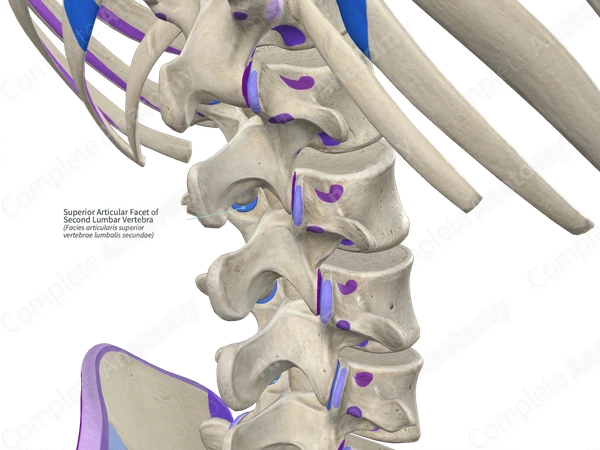 Superior Articular Facet of Second Lumbar Vertebra (Left) | Complete ...