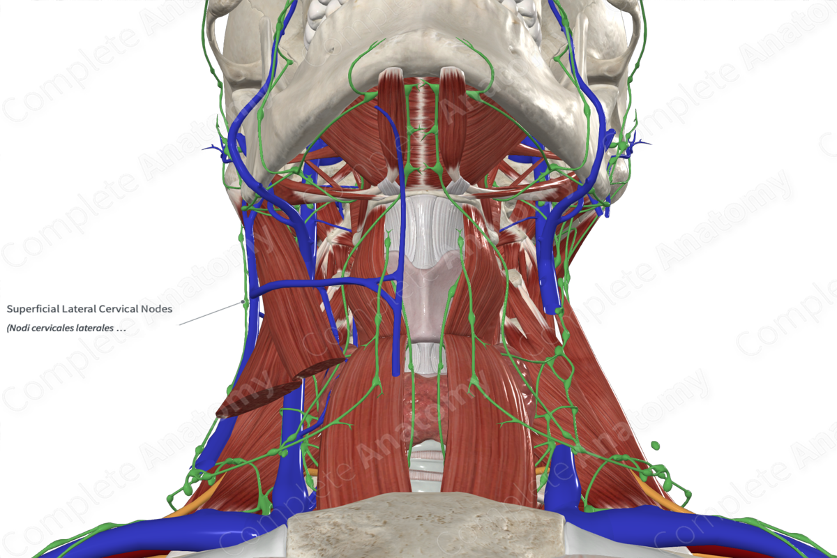 Superficial Lateral Cervical Nodes Complete Anatomy