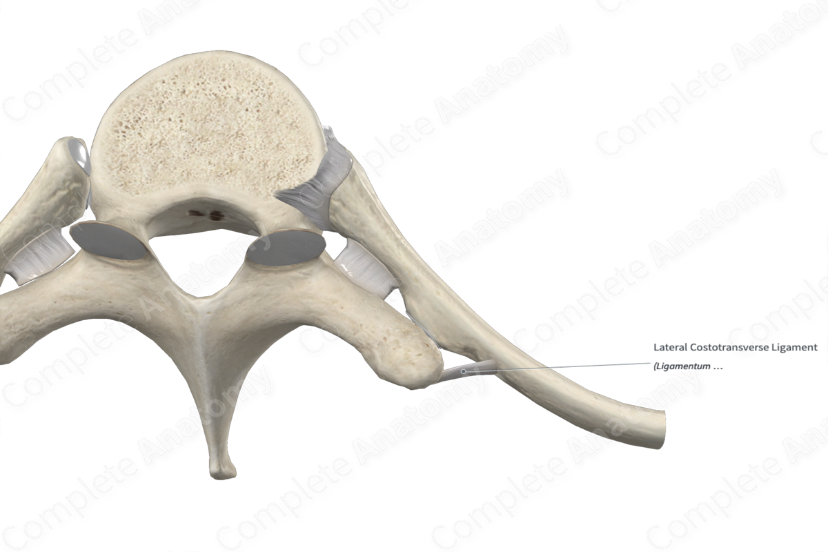 Lateral Costotransverse Ligament | Complete Anatomy