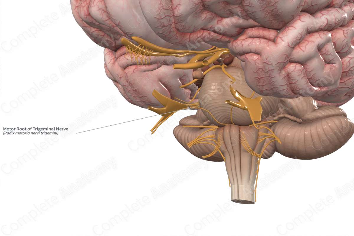 Motor Root Of Trigeminal Nerve Complete Anatomy