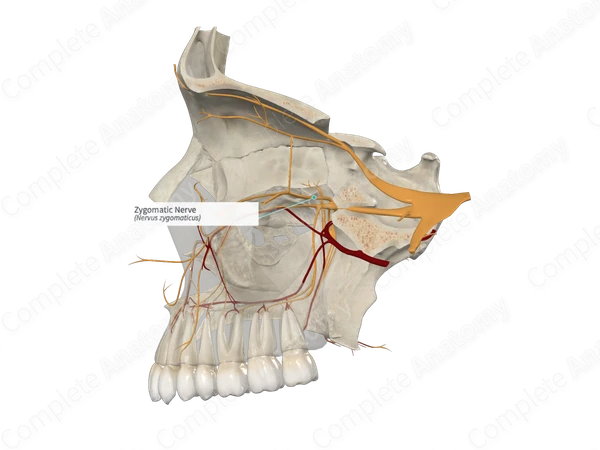 Zygomatic Nerve | Complete Anatomy
