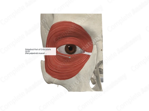 Palpebral Part of Orbicularis Oculi | Complete Anatomy