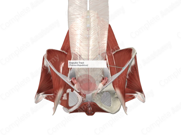 Iliopubic Tract | Complete Anatomy