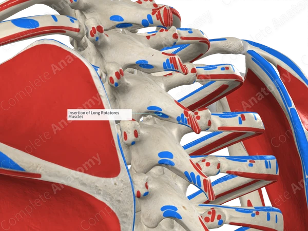 Insertion of Long Rotatores Muscles | Complete Anatomy