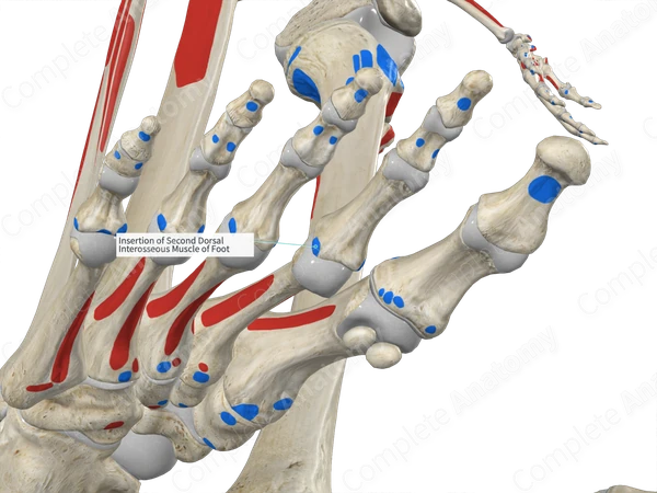 Insertion of Second Dorsal Interosseous Muscle of Foot | Complete Anatomy