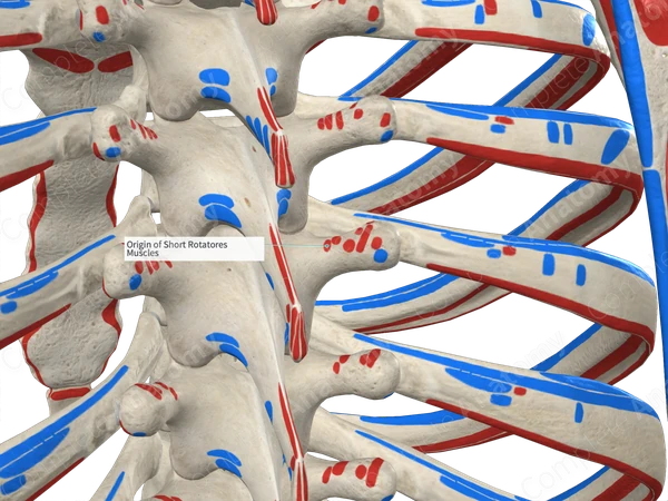 Origin of Short Rotatores Muscles | Complete Anatomy