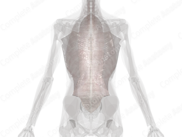 Fascia of Back | Complete Anatomy