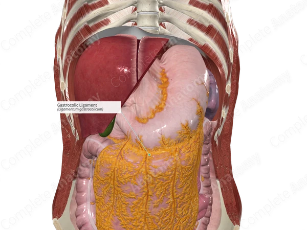 Gastrocolic Ligament | Complete Anatomy