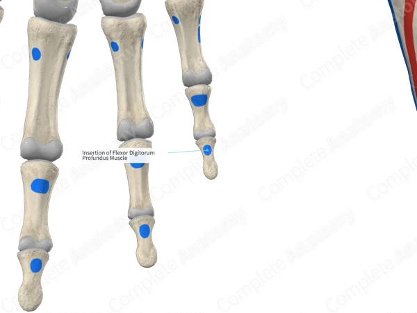 Insertion of Flexor Digitorum Profundus Muscle | Complete Anatomy