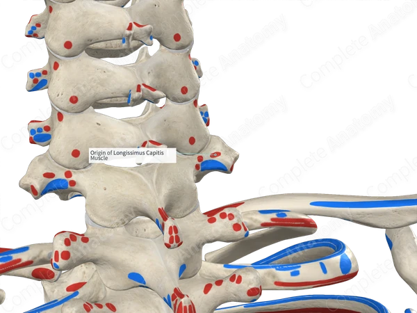 Origin of Longissimus Capitis Muscle | Complete Anatomy