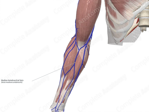 Median Antebrachial Vein | Complete Anatomy
