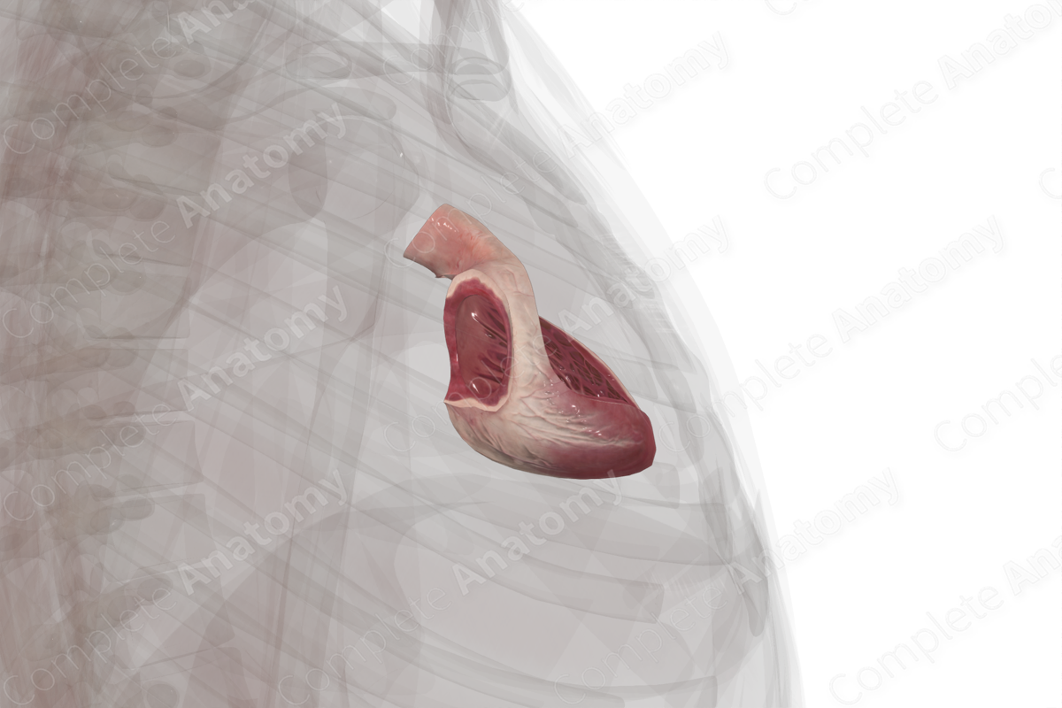 Right Ventricle Complete Anatomy