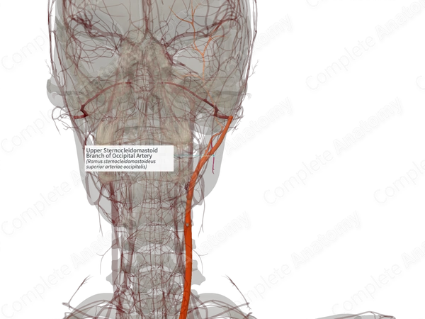 Upper Sternocleidomastoid Branch of Occipital Artery (Right) | Complete ...