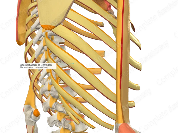 External Surface of Eighth Rib | Complete Anatomy