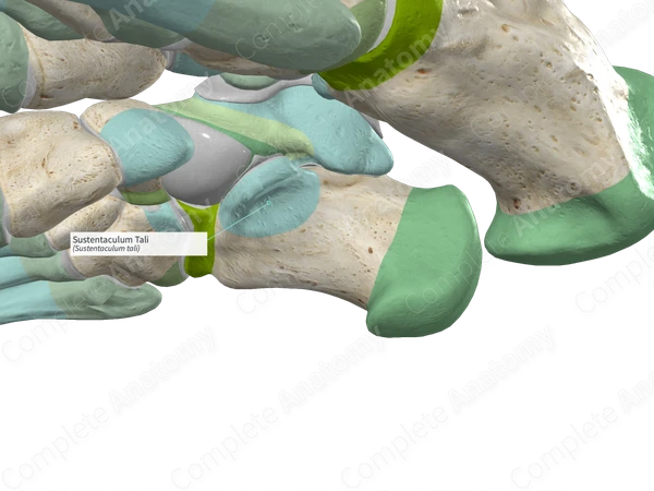 Sustentaculum Tali | Complete Anatomy