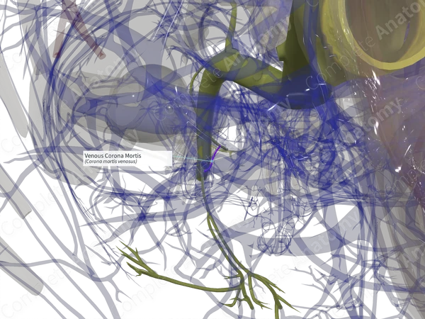 Venous Corona Mortis (Left) | Complete Anatomy
