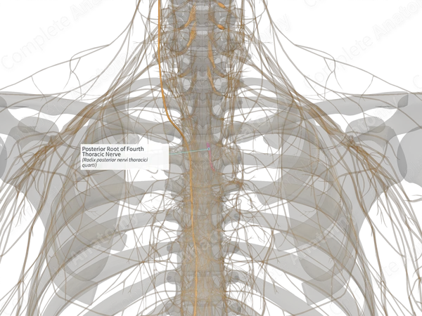 Posterior Root of Fourth Thoracic Nerve (Right) | Complete Anatomy