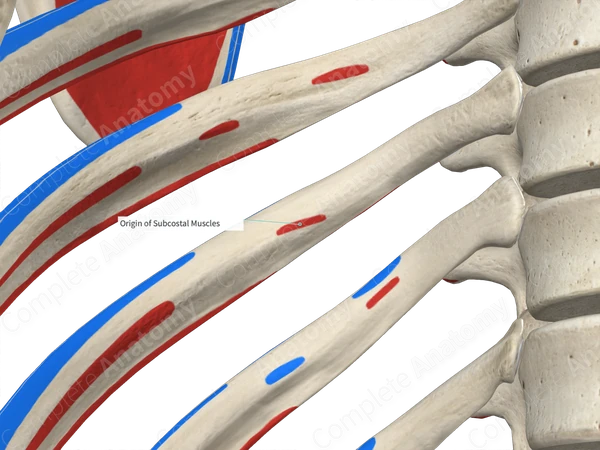 Origin of Subcostal Muscles | Complete Anatomy
