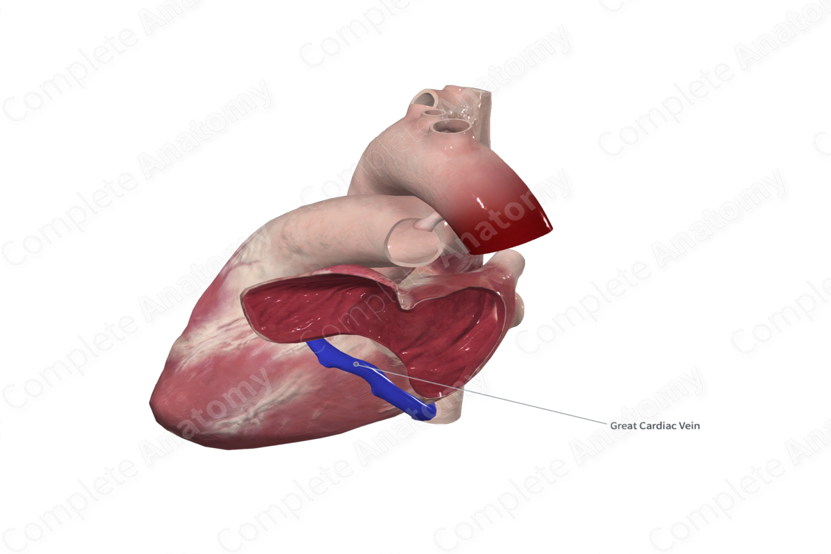 Great Cardiac Vein Complete Anatomy