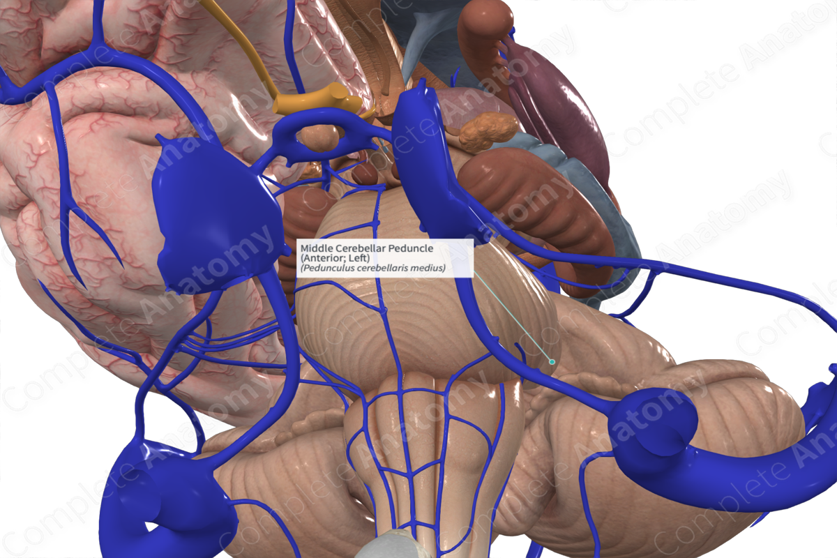 Middle Cerebellar Peduncle Anterior Left Complete Anatomy