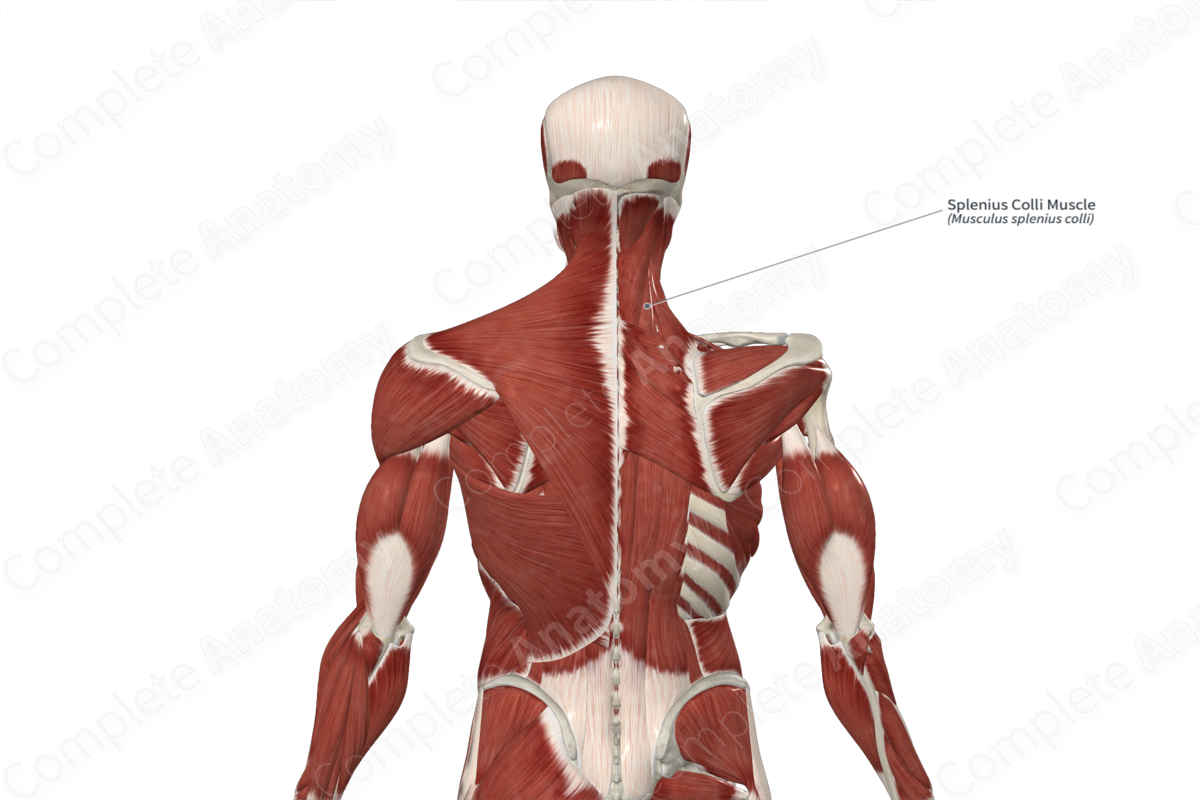 Splenius Colli Muscle | Complete Anatomy