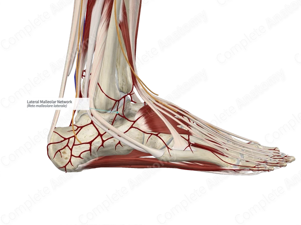 Lateral Malleolar Network | Complete Anatomy