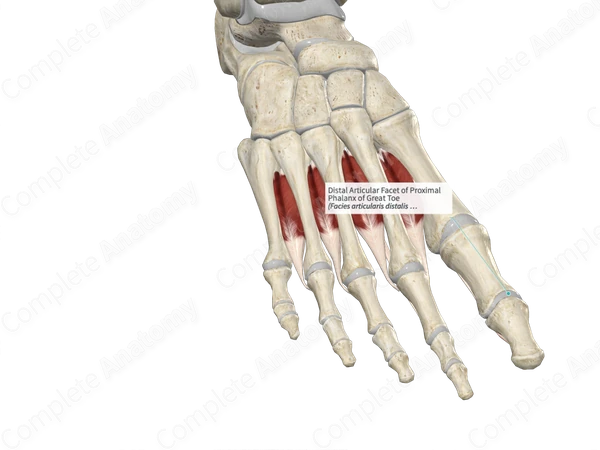 Distal Articular Facet of Proximal Phalanx of Great Toe | Complete Anatomy