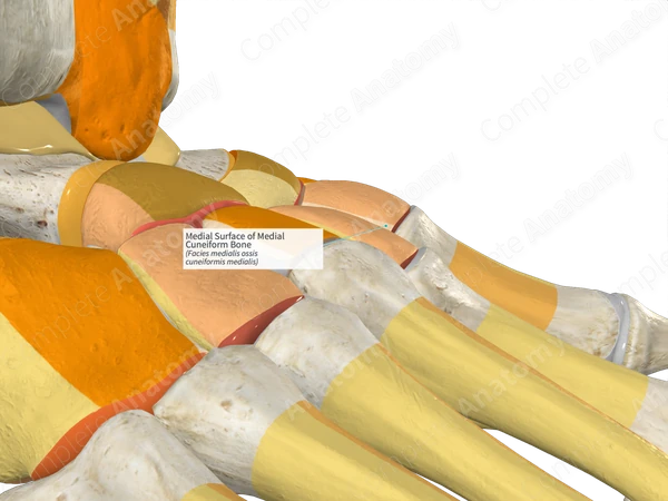 Medial Surface of Medial Cuneiform Bone | Complete Anatomy