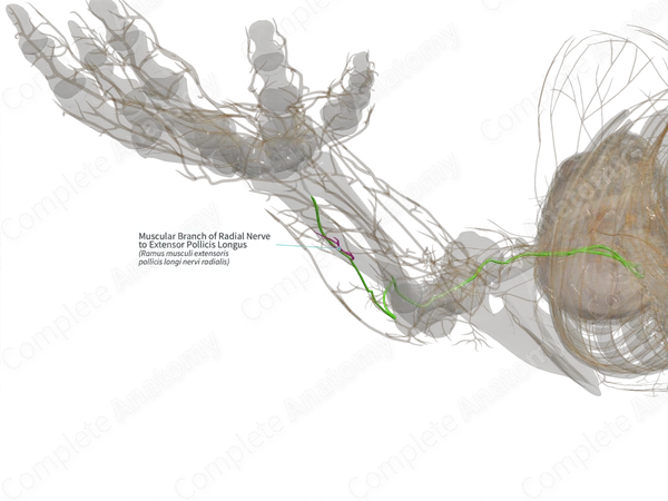 Muscular Branch of Radial Nerve to Extensor Pollicis Longus (Left ...