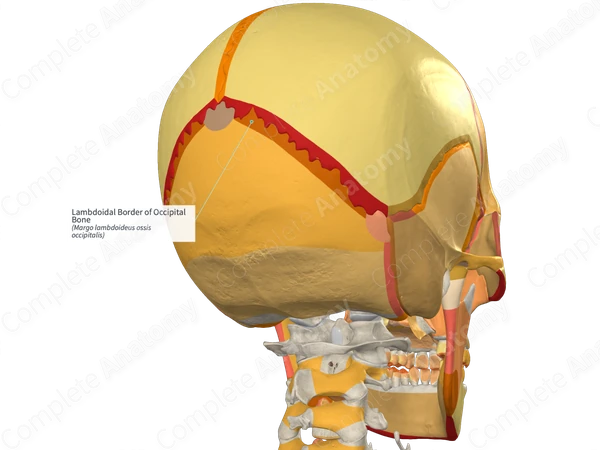 Lambdoidal Border of Occipital Bone (Left) | Complete Anatomy