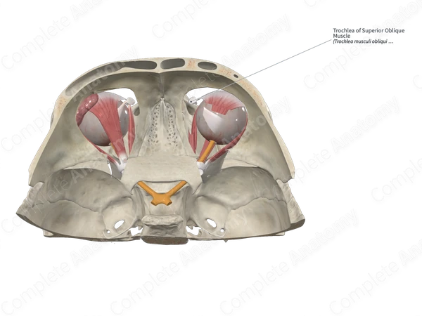 Trochlea of Superior Oblique Muscle | Complete Anatomy