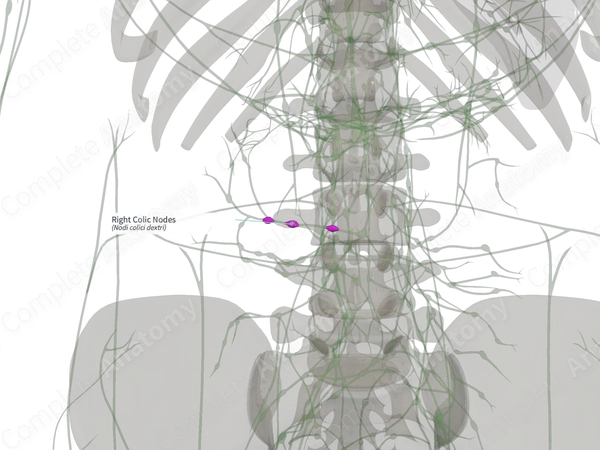 Right Colic Nodes | Complete Anatomy