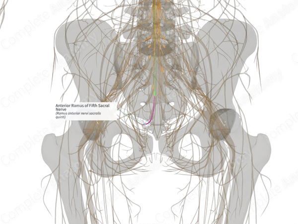 Anterior Ramus of Fifth Sacral Nerve (Left) | Complete Anatomy