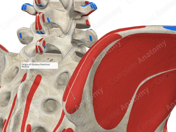 Origin of Gluteus Maximus Muscle | Complete Anatomy