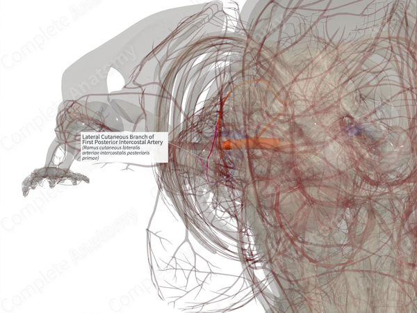 Lateral Cutaneous Branch of First Posterior Intercostal Artery (Left ...