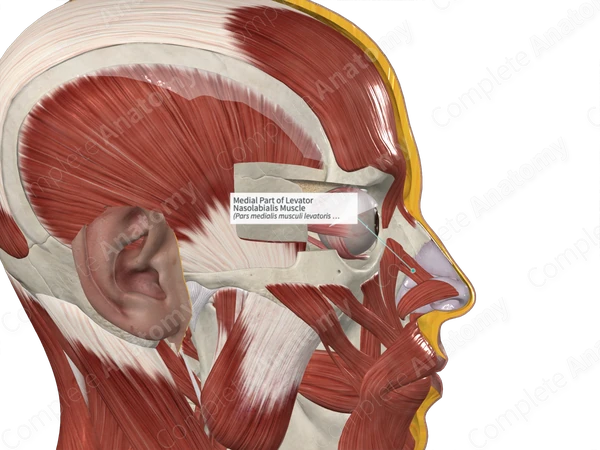 Medial Part of Levator Nasolabialis Muscle | Complete Anatomy
