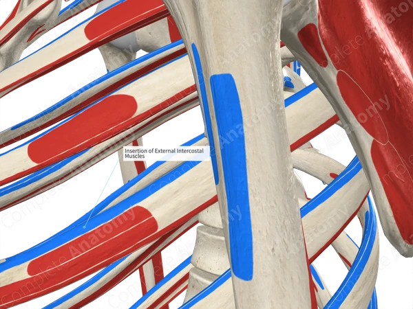 Insertion of External Intercostal Muscles | Complete Anatomy