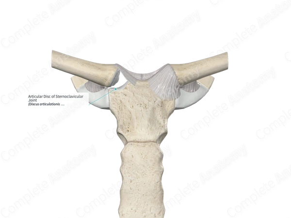 Articular Disc of Sternoclavicular Joint | Complete Anatomy