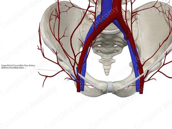 Superficial Circumflex Iliac Artery | Complete Anatomy