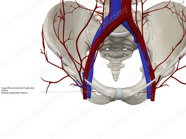 Superficial External Pudendal Artery | Complete Anatomy