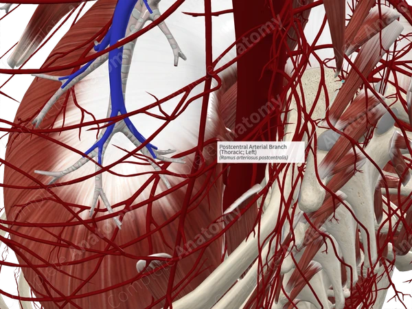Postcentral Arterial Branch (Thoracic; Left) | Complete Anatomy