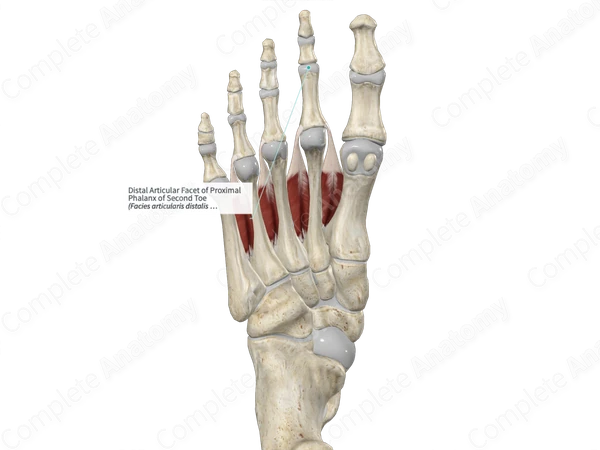 Distal Articular Facet of Proximal Phalanx of Second Toe | Complete Anatomy