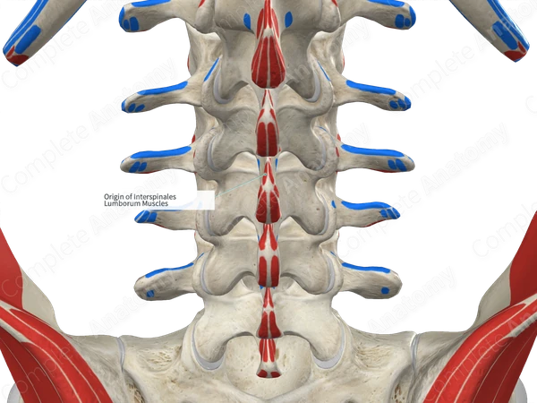 Origin of Interspinales Lumborum Muscles | Complete Anatomy