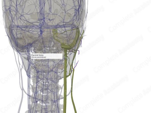 Parotid Veins (Left) | Complete Anatomy