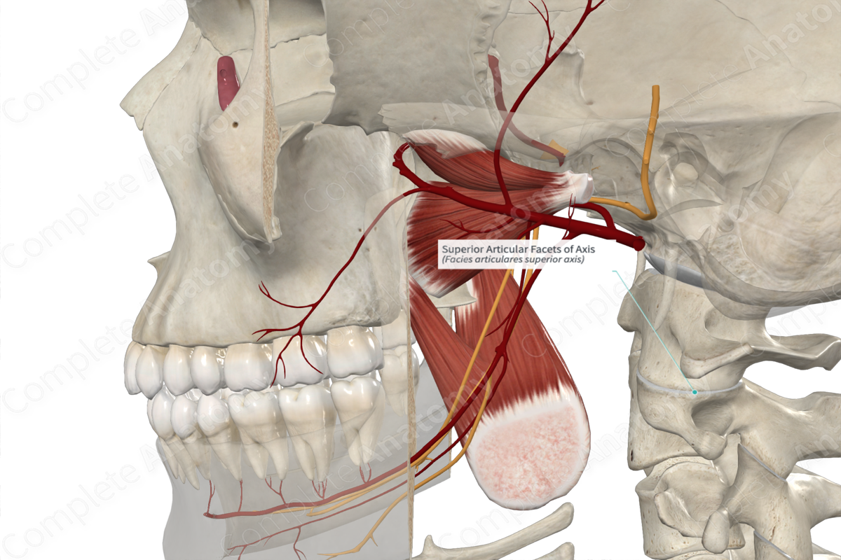 Superior Articular Facets of Axis | Complete Anatomy Superior Articular Facets of Axis | Complete Anatomy