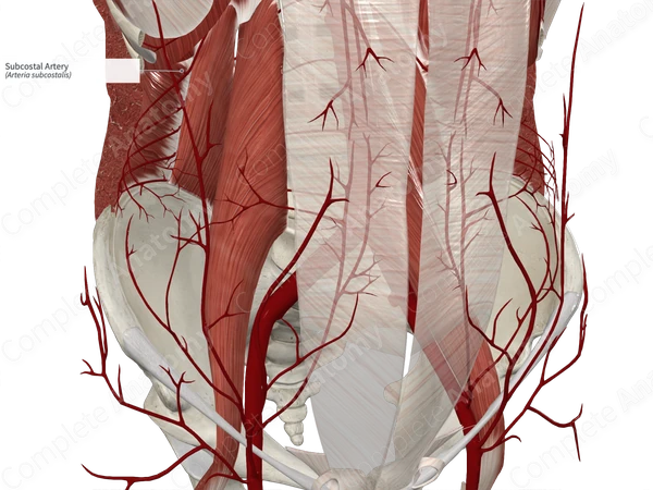 Subcostal Artery | Complete Anatomy
