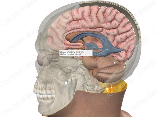Atrium of Lateral Ventricle | Complete Anatomy