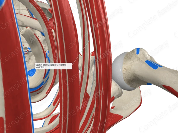 Origin of Internal Intercostal Muscles | Complete Anatomy
