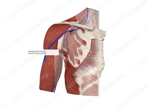 Clavipectoral Fascia | Complete Anatomy