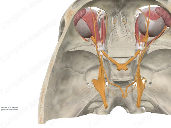 Abducens Nerve Pathway Epiphora And Hyperlacrimation As Paradoxical